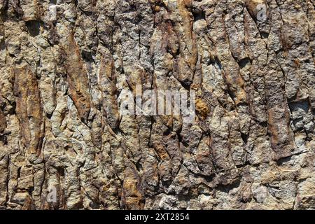 Fossil scale tree Lepidodendron bark Stock Photo - Alamy