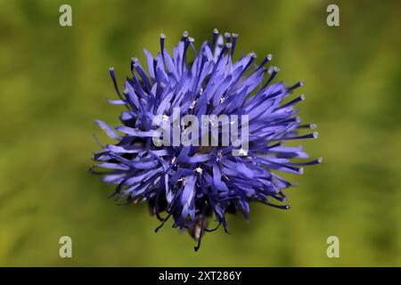 Sheep's-bit (Jasione montana Stock Photo - Alamy
