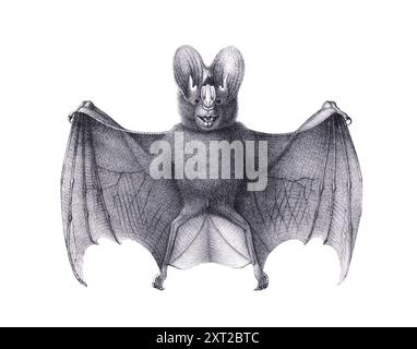 Bat illustration. Pencil sketch of a bat isolated on a plain white ...