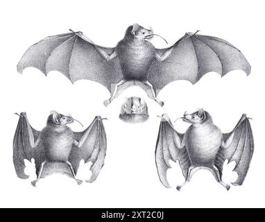 Bats illustration. Pencil sketch of bats isolated on a plain white ...