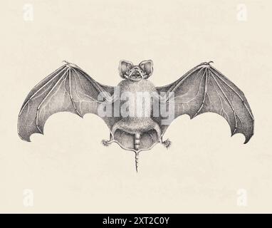 Bat illustration. Pencil sketch of a bat isolated on an aged beige ...