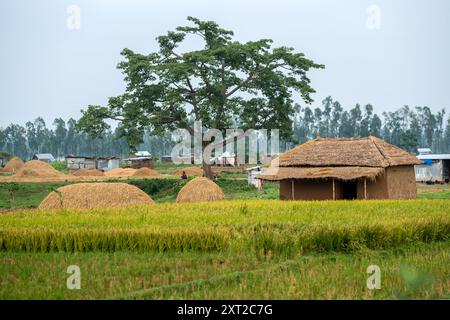 Rural hut made of paddy hay in calm village fields. Pure countryside ...