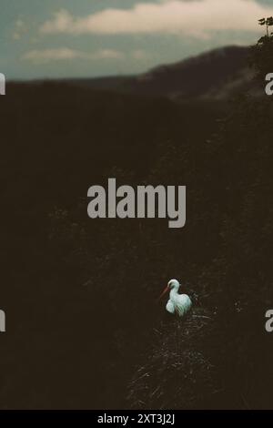 A lone stork stands in a nest he created on an electric lighting pole ...