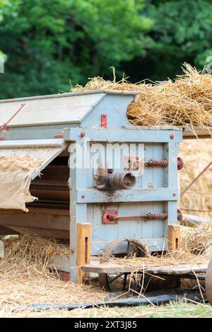 Harvesting wheat by old manual method Stock Photo - Alamy