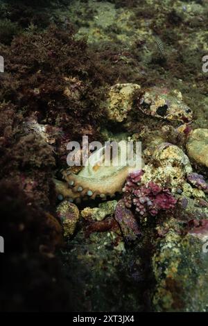 Octopus vulgaris, commonly known as the common octopus, is a marine ...