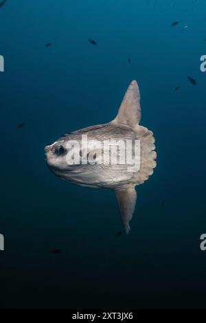Ocean sunfish (Mola mola) is a large marine fish native to tropical and ...