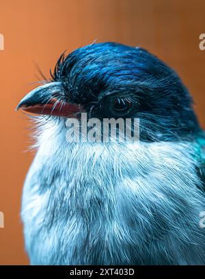 Cuban national symbol, tocororo bird Stock Photo - Alamy