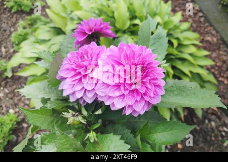Dahlia 'Hapet Blue Sea' flowering in late summer Stock Photo - Alamy