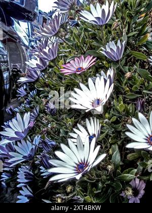 Closeup of beautiful African daisies with green leaves Stock Photo - Alamy