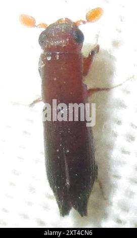 Pinhole Borer Beetles (Platypodinae) Insecta Stock Photo - Alamy