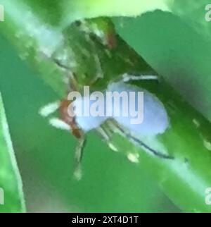 Thick-spined Jumping Spider (Tutelina similis) Arachnida Stock Photo ...
