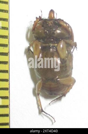 (Euoniticellus intermedius) Insecta Stock Photo - Alamy