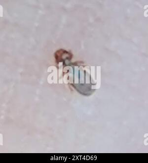 chicken body lice (Menoponidae) Insecta Stock Photo - Alamy