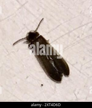 Blue Ghost Firefly (Phausis reticulata) Insecta Stock Photo - Alamy