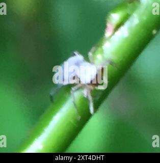 Thick-spined Jumping Spider (Tutelina similis) Arachnida Stock Photo ...