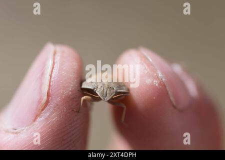 southern broad-bellied bug (Eurygaster austriaca) Insecta Stock Photo ...