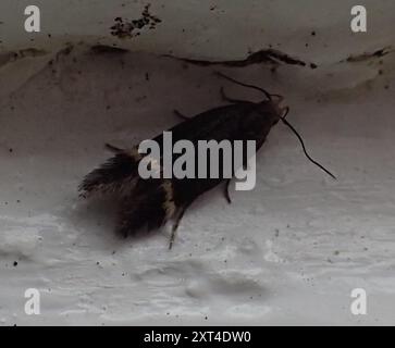 Australian Soybean Moth (Aproaerema simplexella) Insecta Stock Photo ...