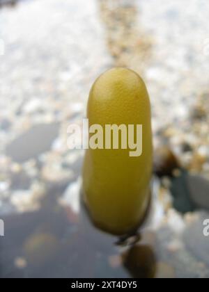 Sea Sacks (Halosaccion glandiforme) Plantae Stock Photo - Alamy