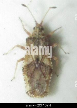 Lace Bugs (Tingidae) Insecta Stock Photo - Alamy