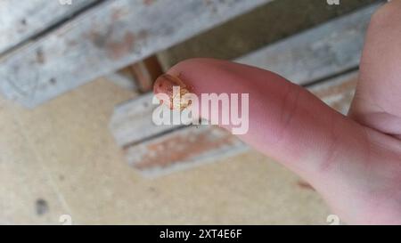 Dotted Paropsine Leaf Beetle (Paropsis atomaria) Insecta Stock Photo ...