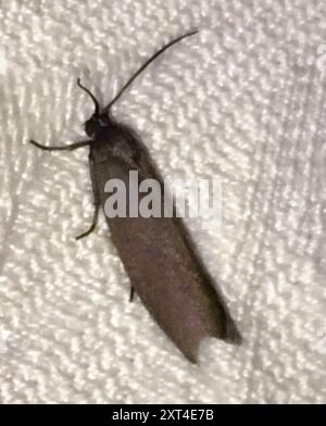 Bumelia Webworm Moth (Urodus parvula) Insecta Stock Photo - Alamy