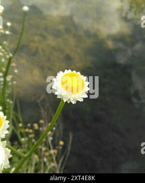 Winged Everlasting Daisy (Ammobium alatum) Plantae Stock Photo - Alamy