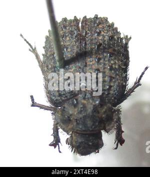 Eastern Highland Keratin Beetle (Phoberus lilianae) Insecta Stock Photo ...