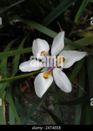 Small Fortnight Lily (Dietes iridioides) Plantae Stock Photo - Alamy