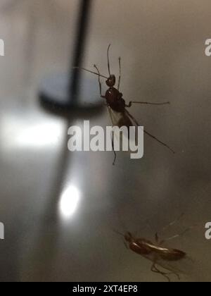 Chestnut Carpenter Ant (Camponotus castaneus) Insecta Stock Photo - Alamy
