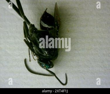 Blue-eyed Ensign Wasp (Evania appendigaster) Insecta Stock Photo - Alamy