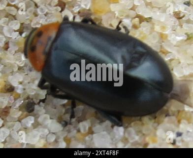Three-spotted Flea Beetle (Disonycha triangularis) Insecta Stock Photo ...