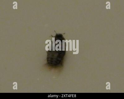 Skin Beetles (Dermestidae) Insecta Stock Photo - Alamy