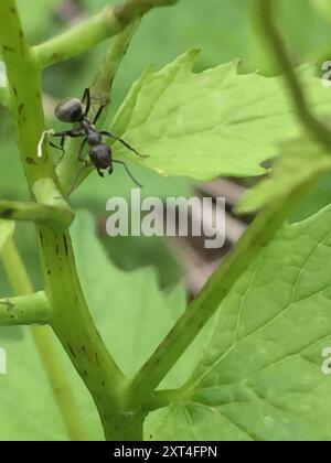 Silky Field Ant (Formica subsericea) Insecta Stock Photo - Alamy