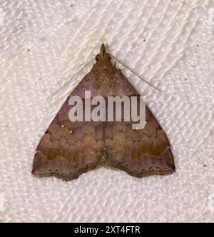 Ambiguous Moth (Lascoria ambigualis) Insecta Stock Photo - Alamy