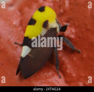 Mexican Treehopper (Membracis mexicana) Insecta Stock Photo - Alamy