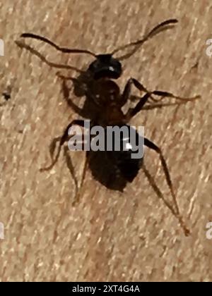 central european bicolored ant (Lasius emarginatus) Insecta Stock Photo ...