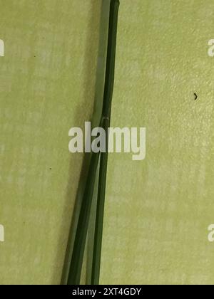 Twoflower Melicgrass (Melica mutica) Plantae Stock Photo - Alamy
