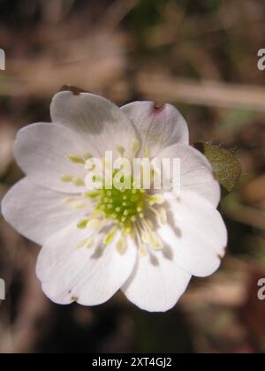 hepaticas (Hepatica) Plantae Stock Photo - Alamy