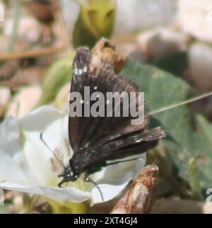 Common Sootywing (Pholisora catullus) Insecta Stock Photo - Alamy