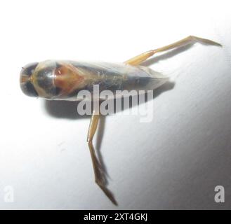 Common Backswimmers (Anisops) Insecta Stock Photo - Alamy