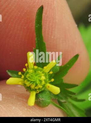Spring Avens (Geum vernum) Plantae Stock Photo - Alamy