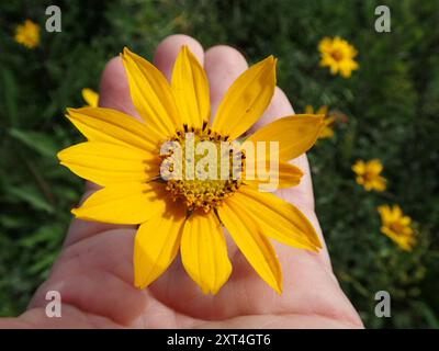 California Dwarf Sunflower (Helianthella californica) Plantae Stock ...