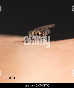 Black Flies (Simuliidae) Insecta Stock Photo - Alamy