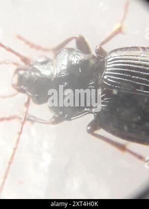 European Gazelle Beetle (Nebria brevicollis) Insecta Stock Photo - Alamy