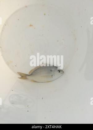 Pinfish (Lagodon rhomboides) Actinopterygii Stock Photo - Alamy