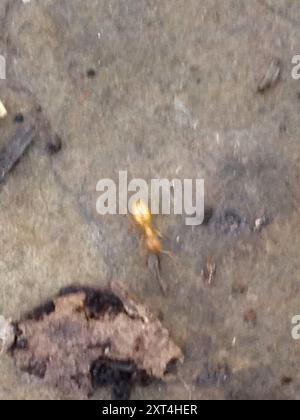 Citronella Ants (Acanthomyops) Insecta Stock Photo - Alamy