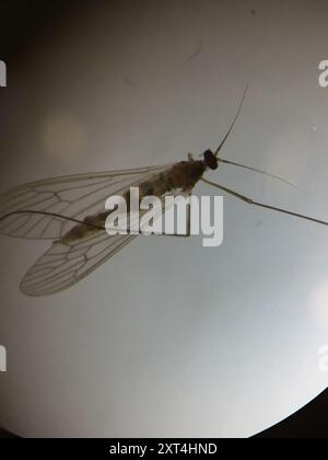 Winter Crane Flies (Trichoceridae) Insecta Stock Photo - Alamy
