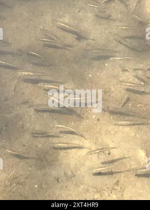 True Minnows (Leuciscidae) Actinopterygii Stock Photo - Alamy