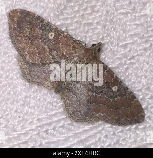 Gem Moth (Orthonama obstipata) Insecta Stock Photo - Alamy