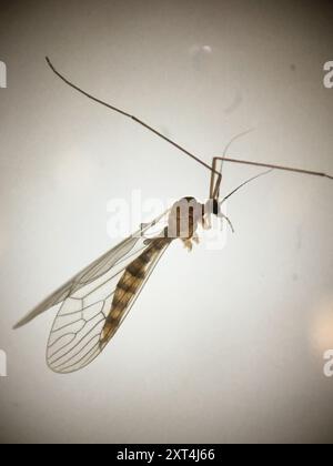 Winter Crane Flies (Trichoceridae) Insecta Stock Photo - Alamy